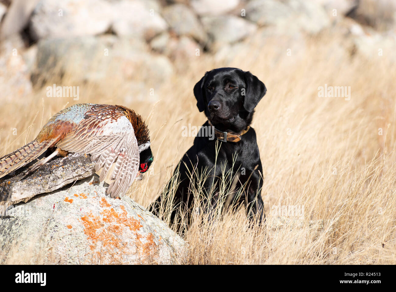 A Black Labrador Retriever with a rooster Pheasant in South Dakota ...