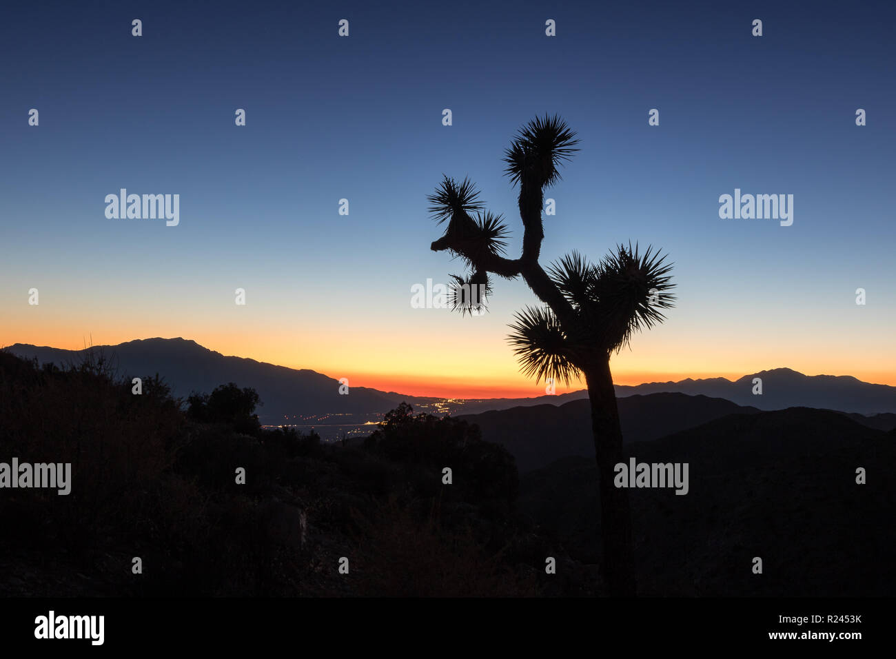 Joshua tree national p hi-res stock photography and images - Alamy