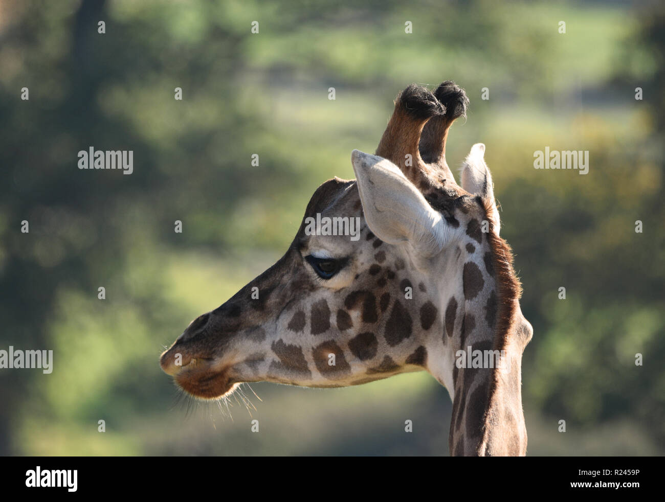 Giraffe turning head hi-res stock photography and images - Alamy