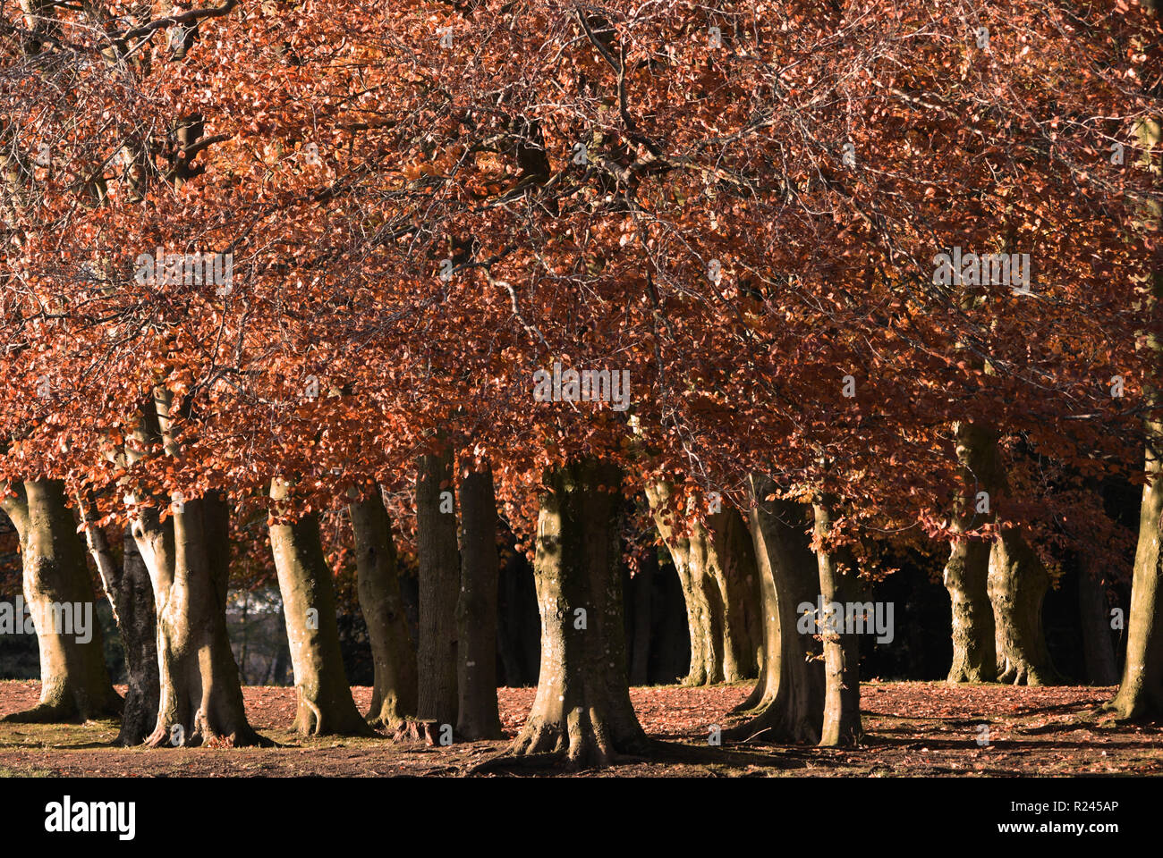 Copper coloured Autumn / fall trees Stock Photo - Alamy