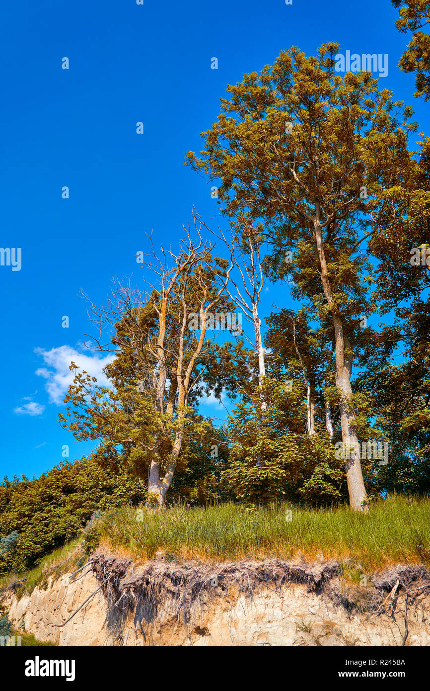 Small trees on the Baltic Sea cliff at the Baltic Sea Stock Photo - Alamy
