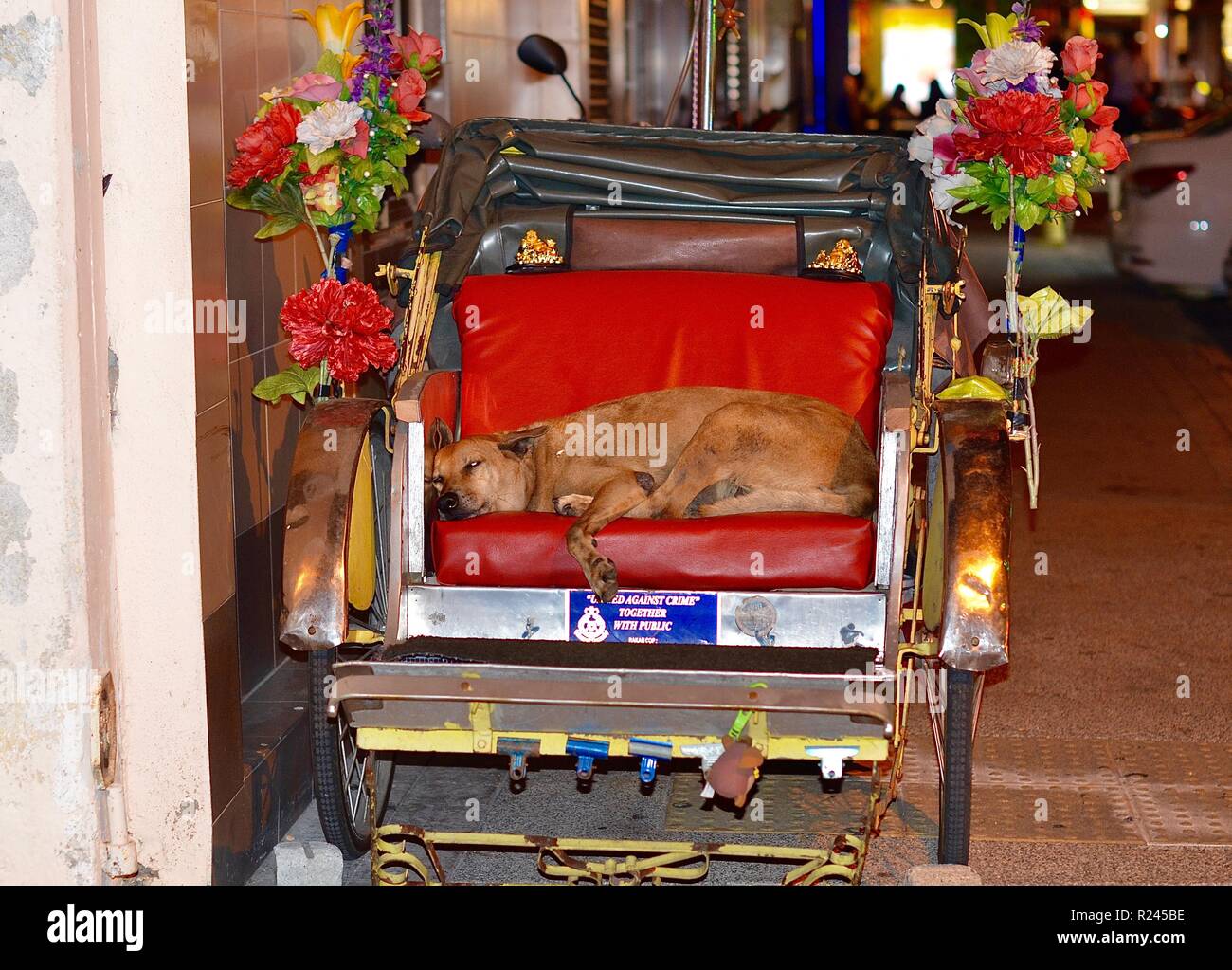 Dog rickshaw hi-res stock photography and images - Alamy