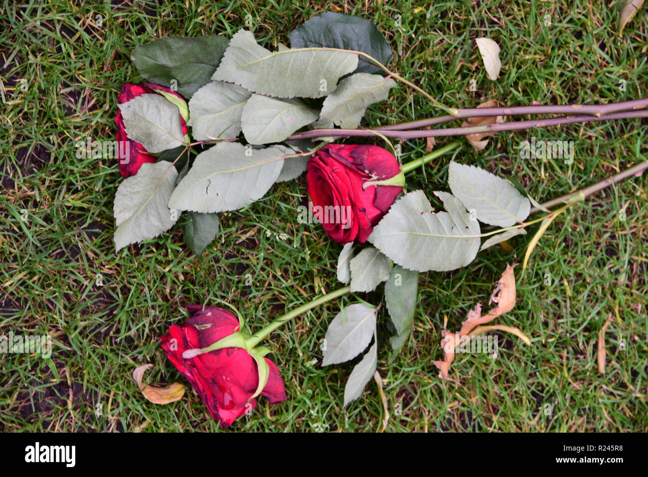 Wilting cut red roses on grass hi-res stock photography and images - Alamy