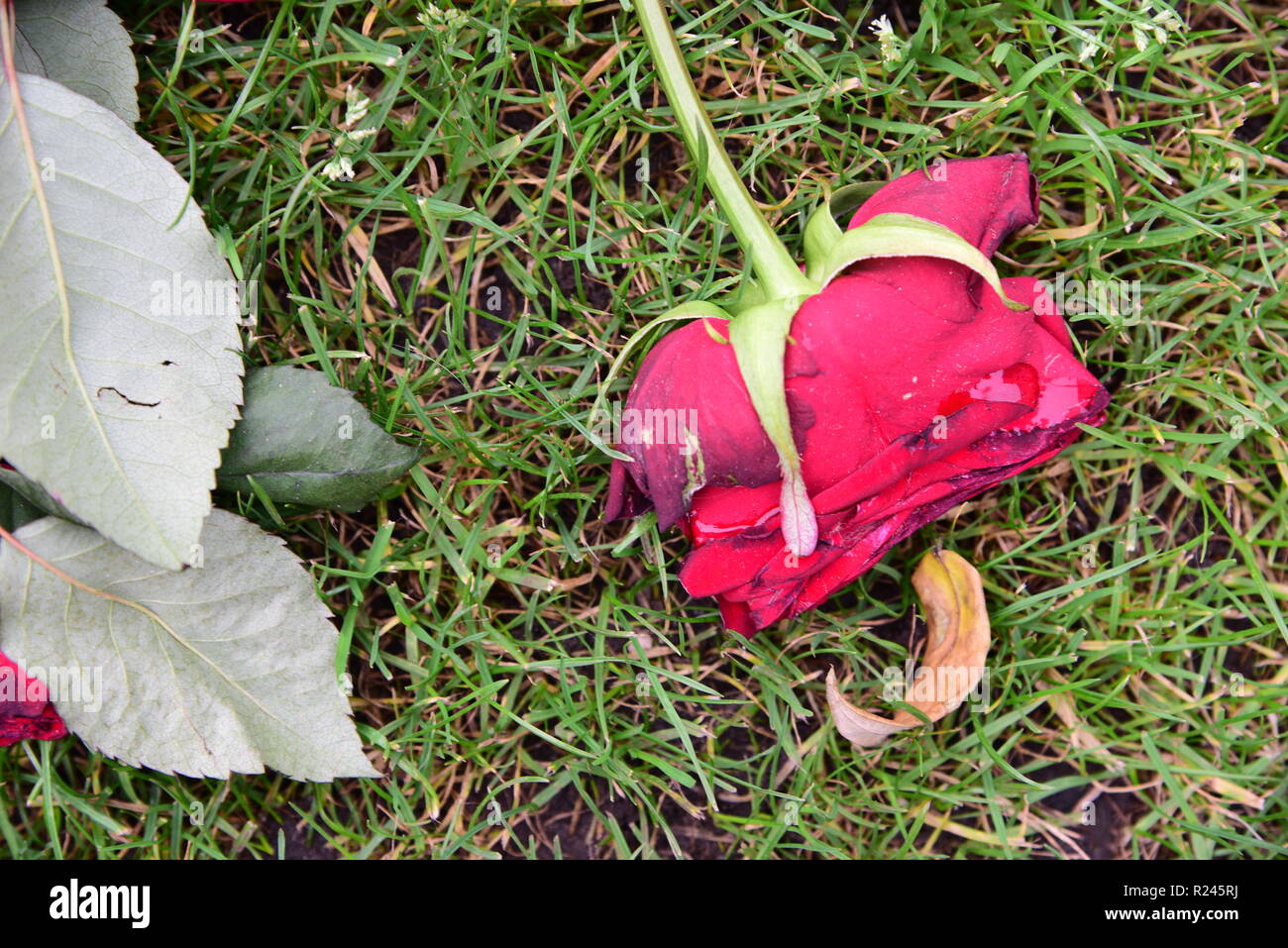 Old red roses on grass hi-res stock photography and images - Alamy
