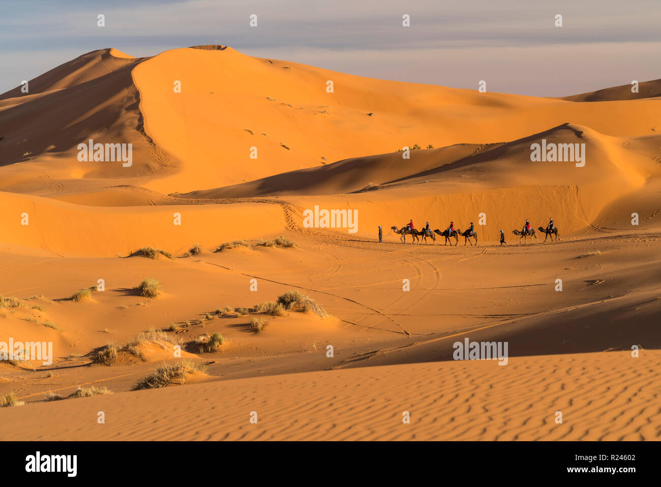 Kamel Karawane in der Wüste Sahara bei Merzouga, Marokko | Camel ...