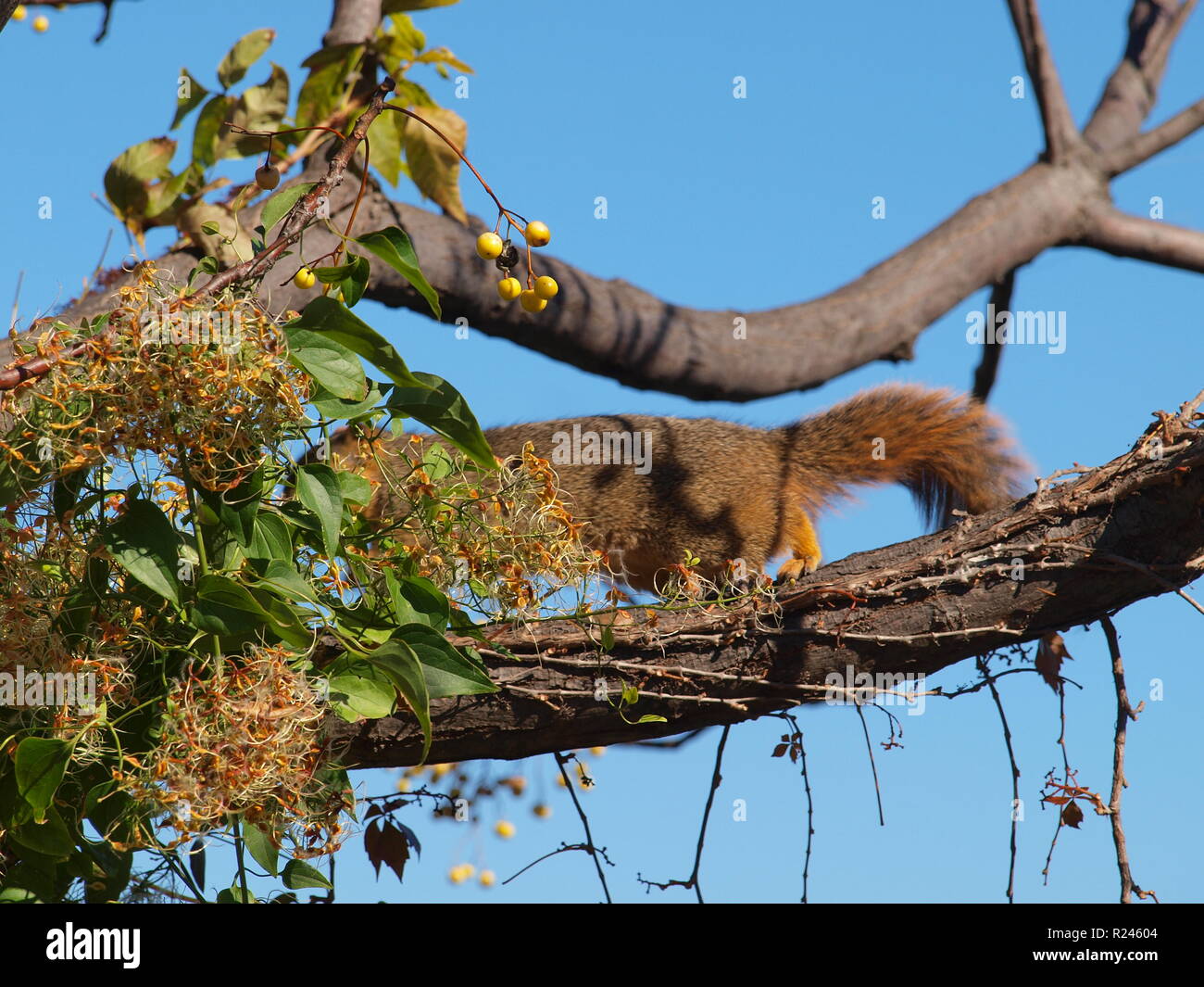 Birds square tails hi-res stock photography and images - Alamy
