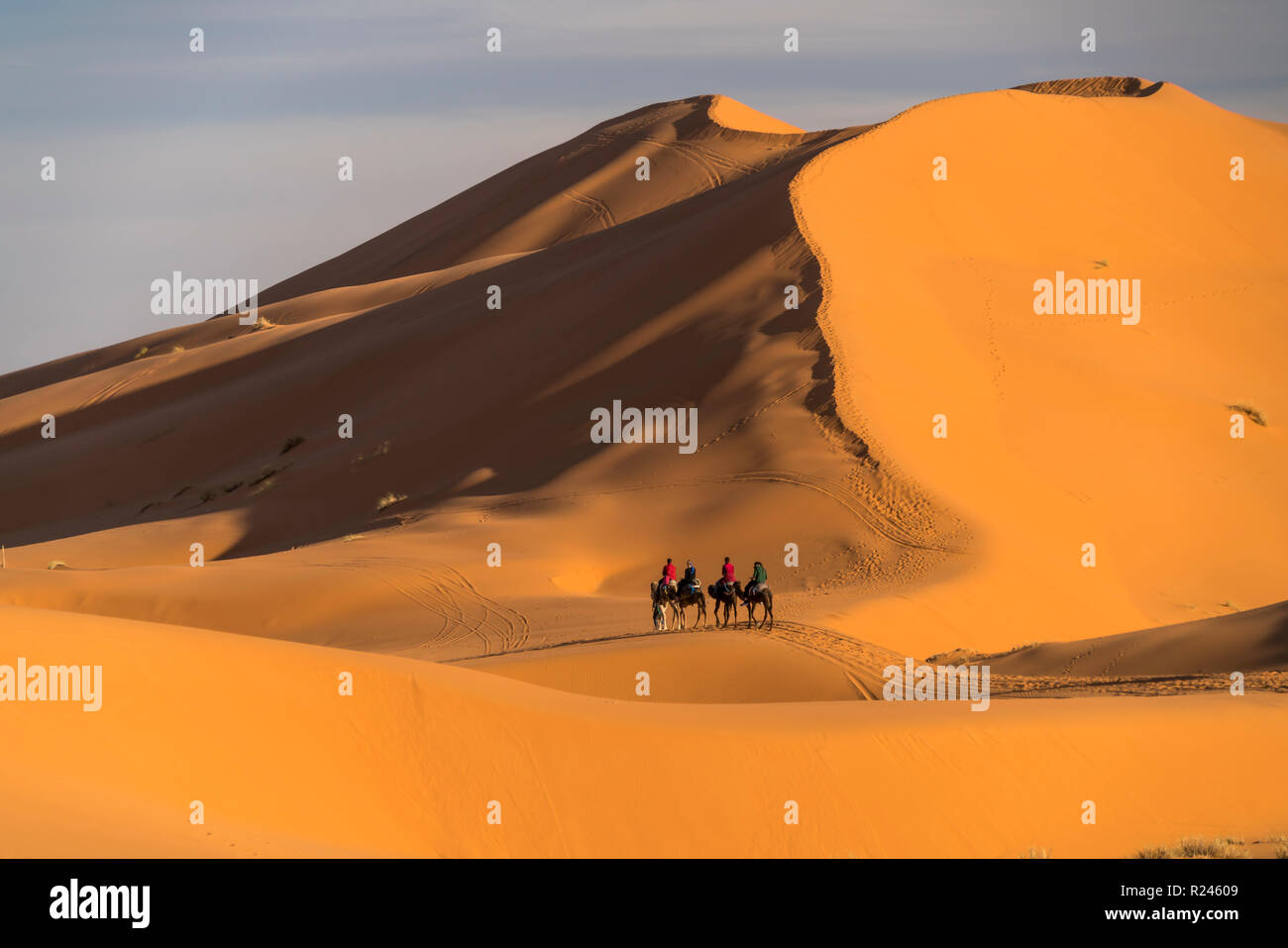 Kamel Karawane in der Wüste Sahara bei Merzouga, Marokko | Camel ...