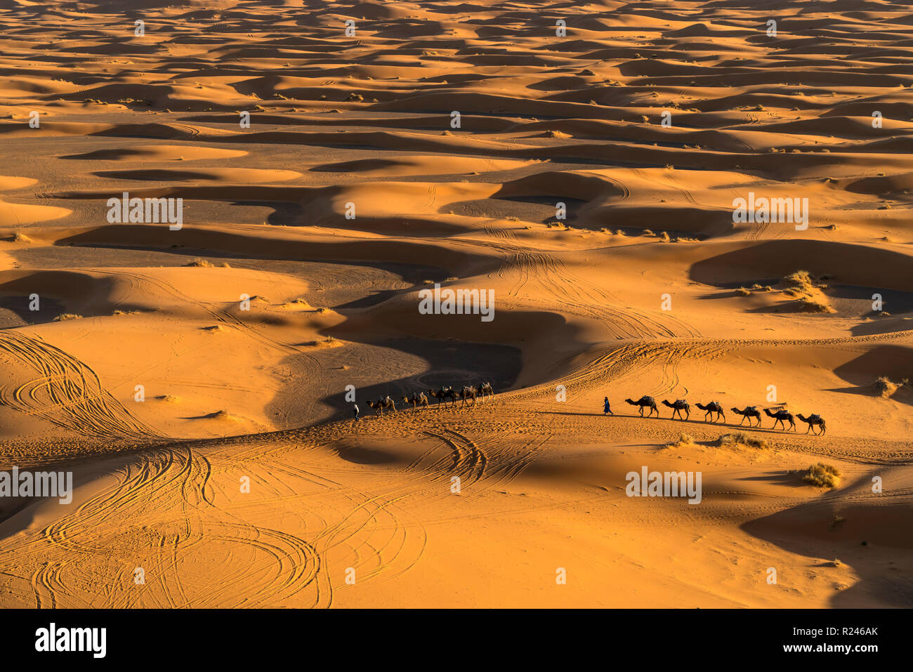 Kamel Karawane in der Wüste Sahara bei Merzouga, Marokko | Camel ...