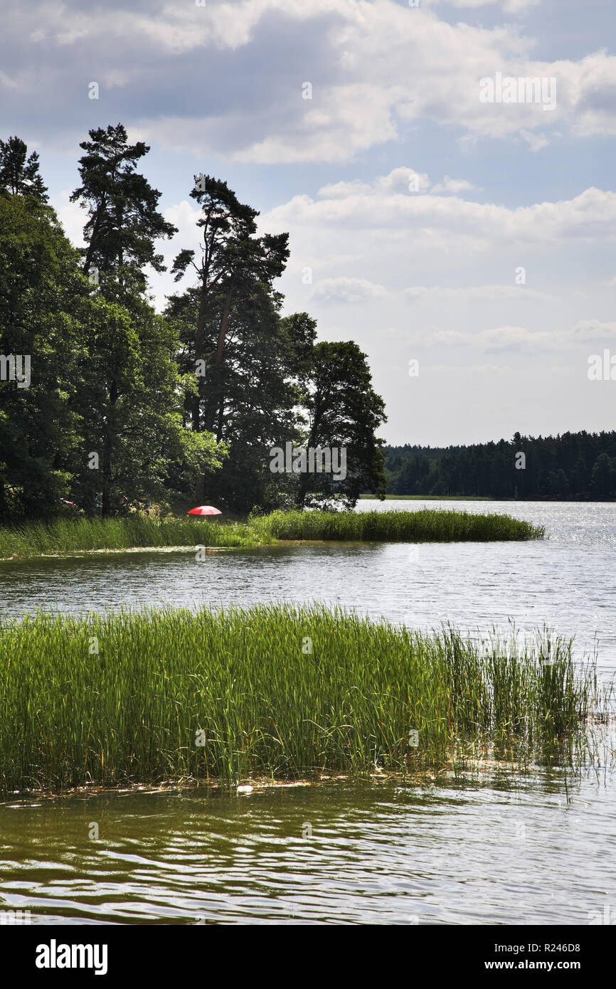 Augustow forest hi-res stock photography and images - Alamy