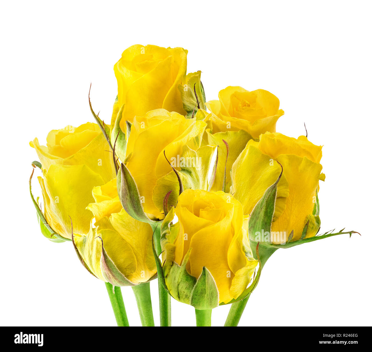 Yellow rose isolated on white background Stock Photo - Alamy