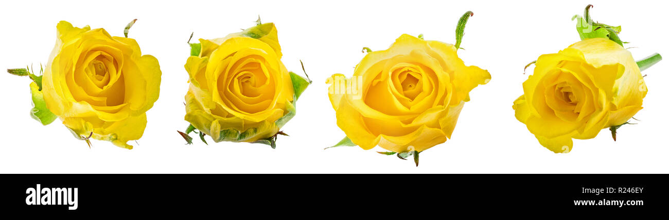 Yellow rose isolated on white background Stock Photo - Alamy