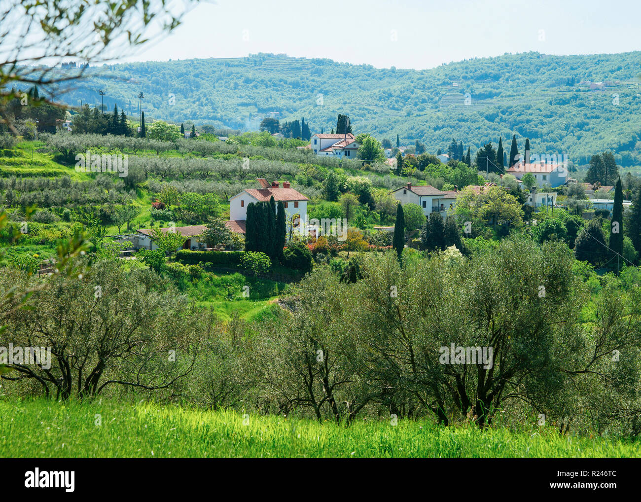 Landscape and villas at Strunjan National Park in Slovenia Stock Photo ...