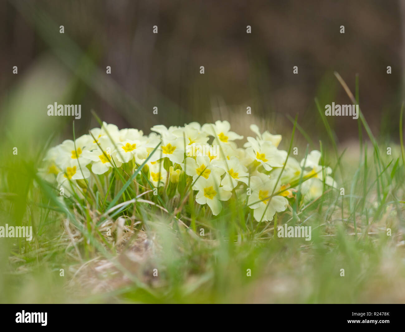 Common evening primrose evening primrose leaf hi-res stock photography ...