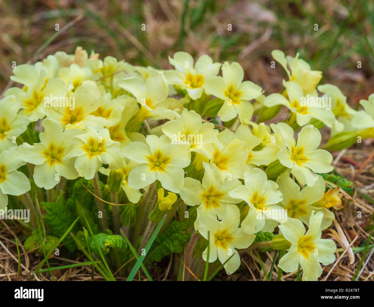 Primula vulgaris, the common primrose Stock Photo - Alamy