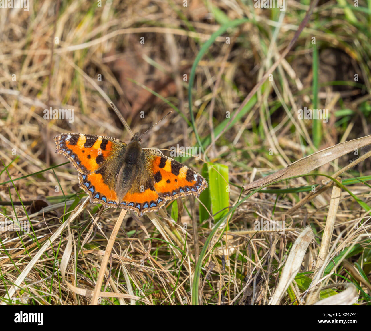 Small tortoiseshell butterfly (Aglais urticae) basking on the grass ...