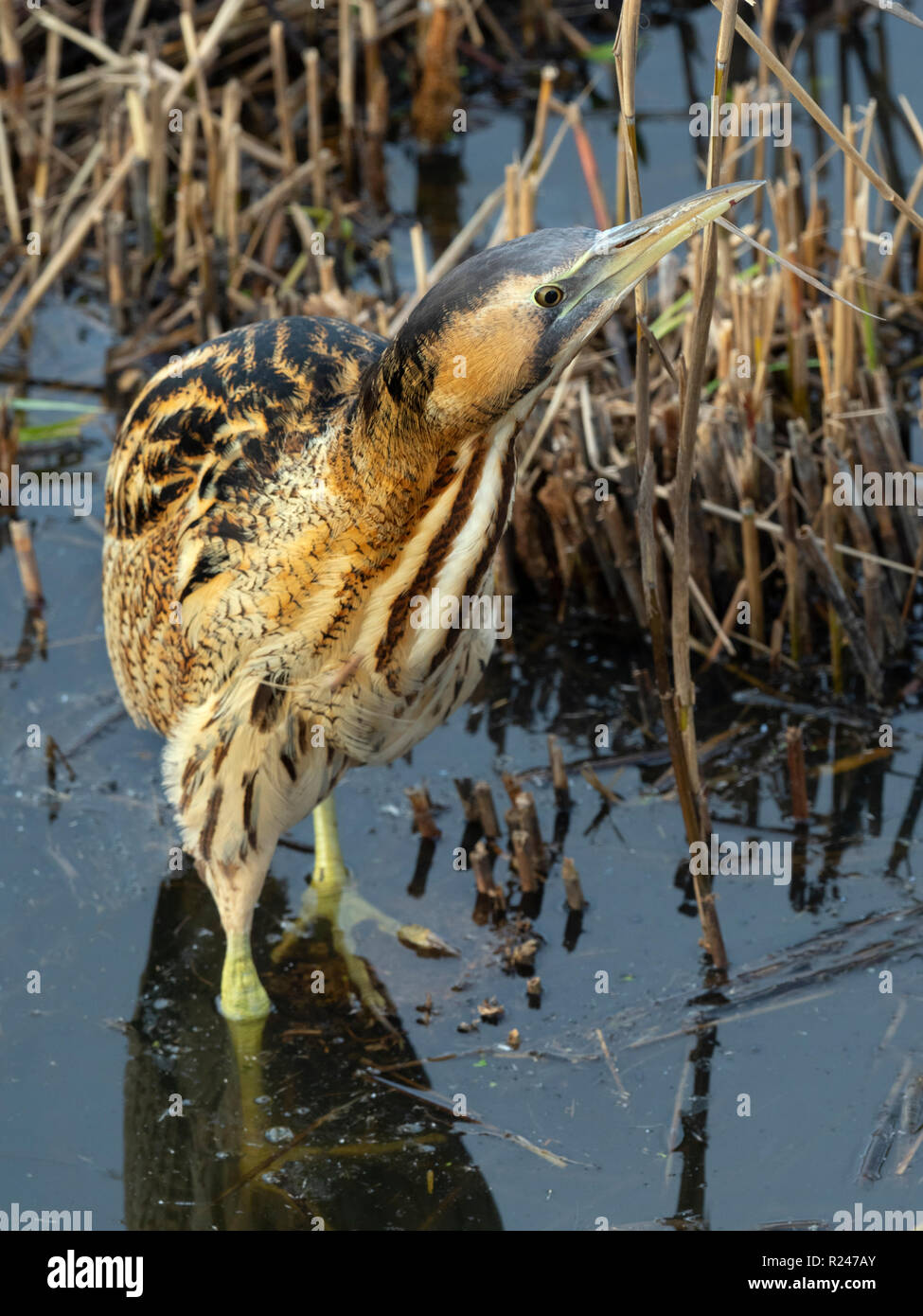 Fish stabbing bird hi-res stock photography and images - Alamy