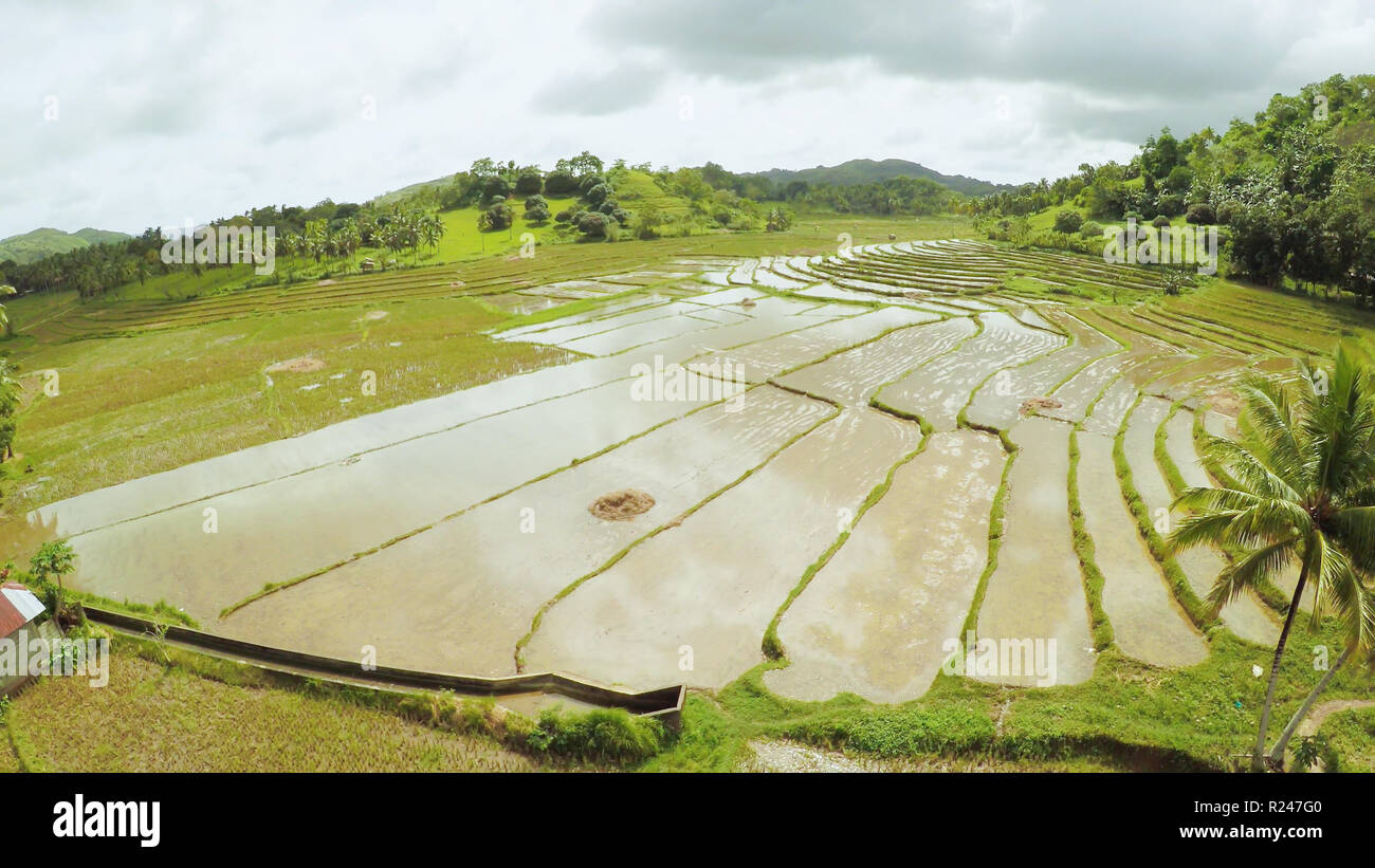 Rice fields of the Philippines. The island of Bohol. Pablacion. Anda ...