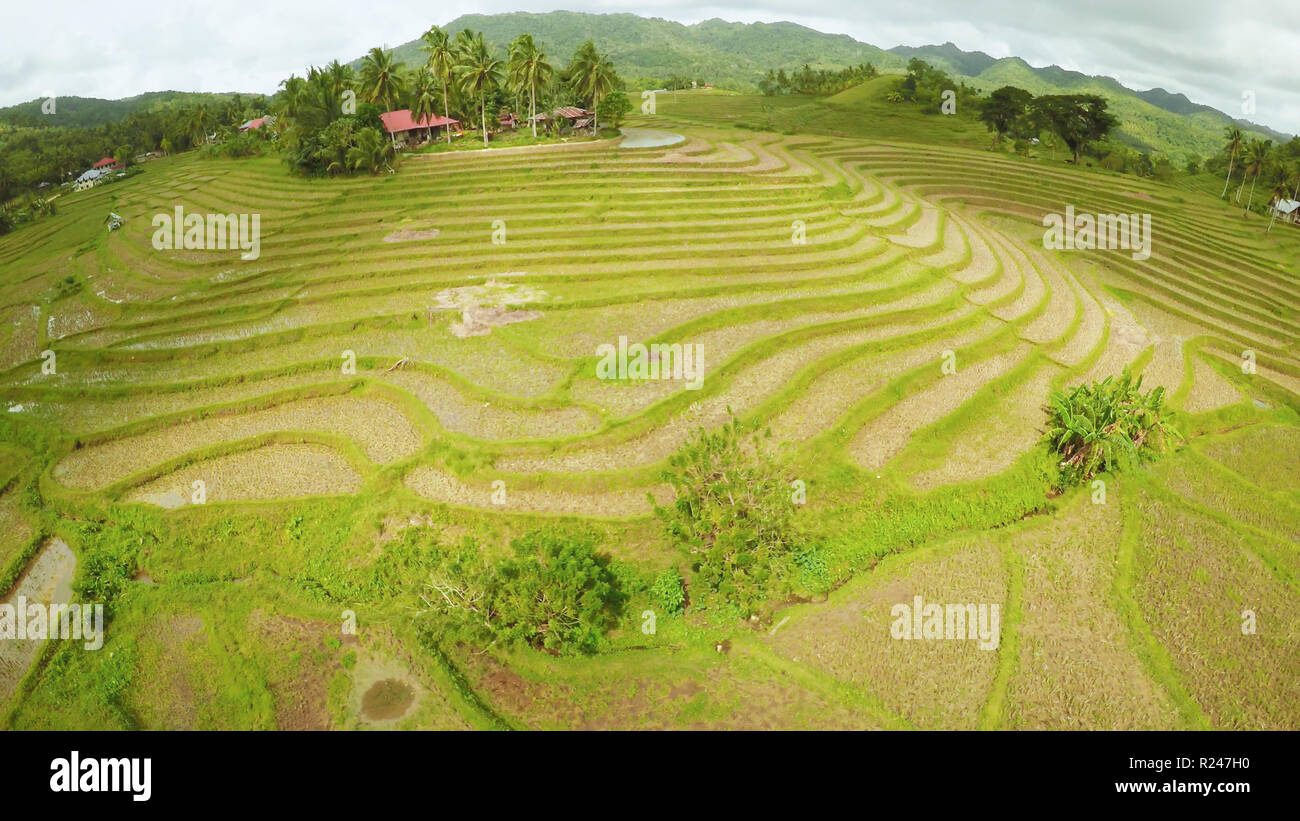 Rice fields of the Philippines. The island of Bohol. Filipino village ...