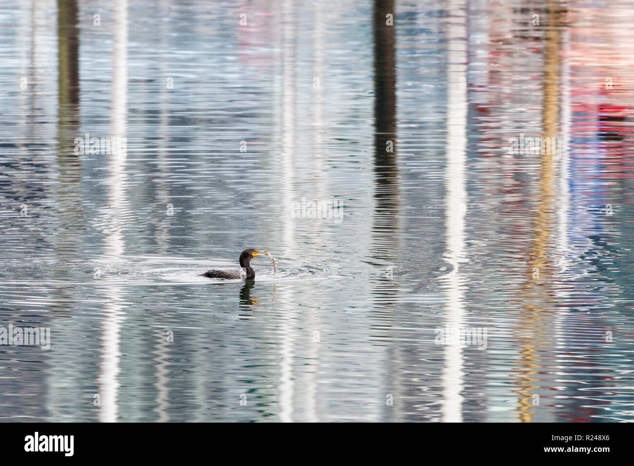 A Double-Crested cormorant, non-breeding plumage, fishing and catching ...