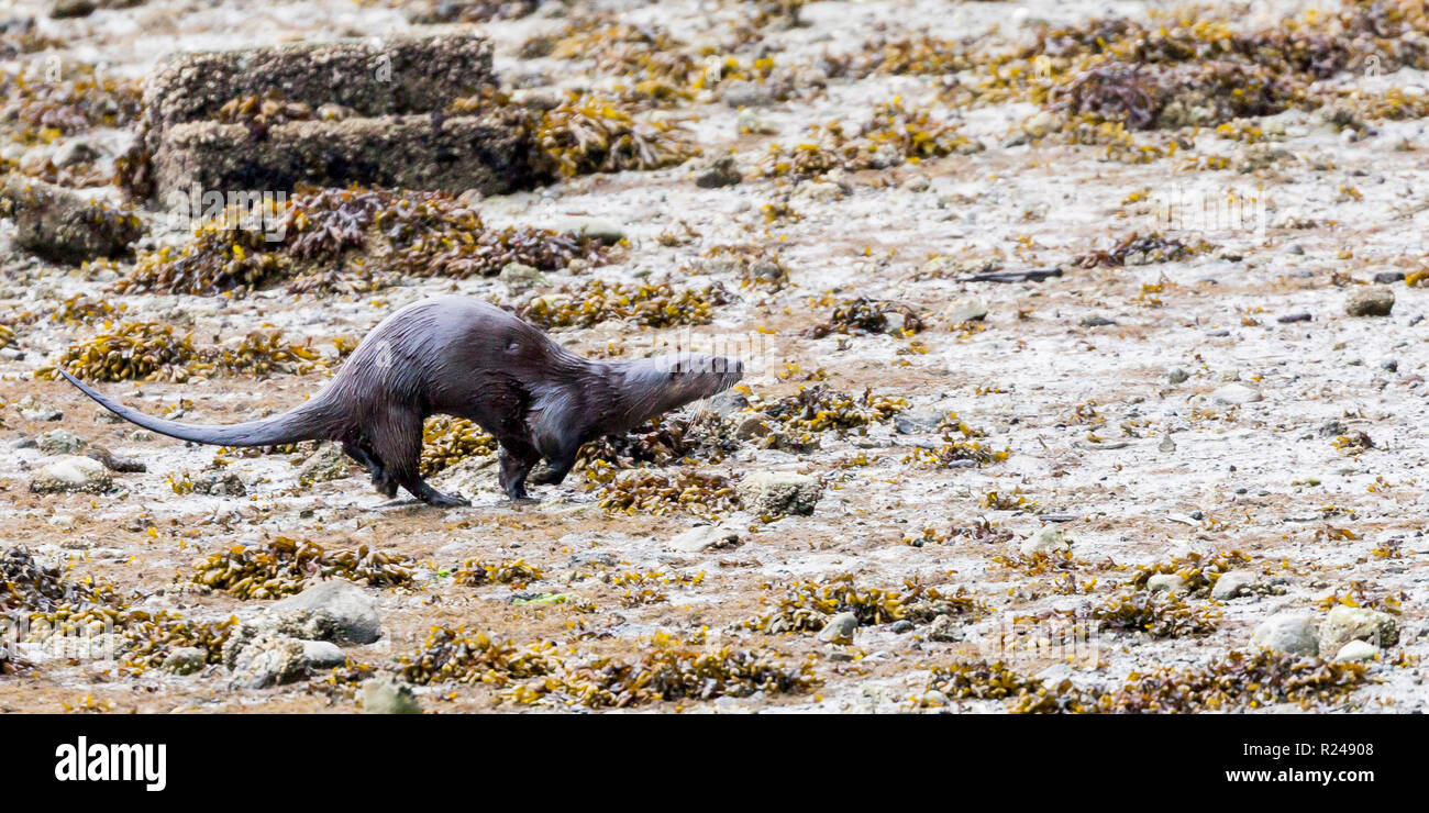British weasel family hi-res stock photography and images - Alamy