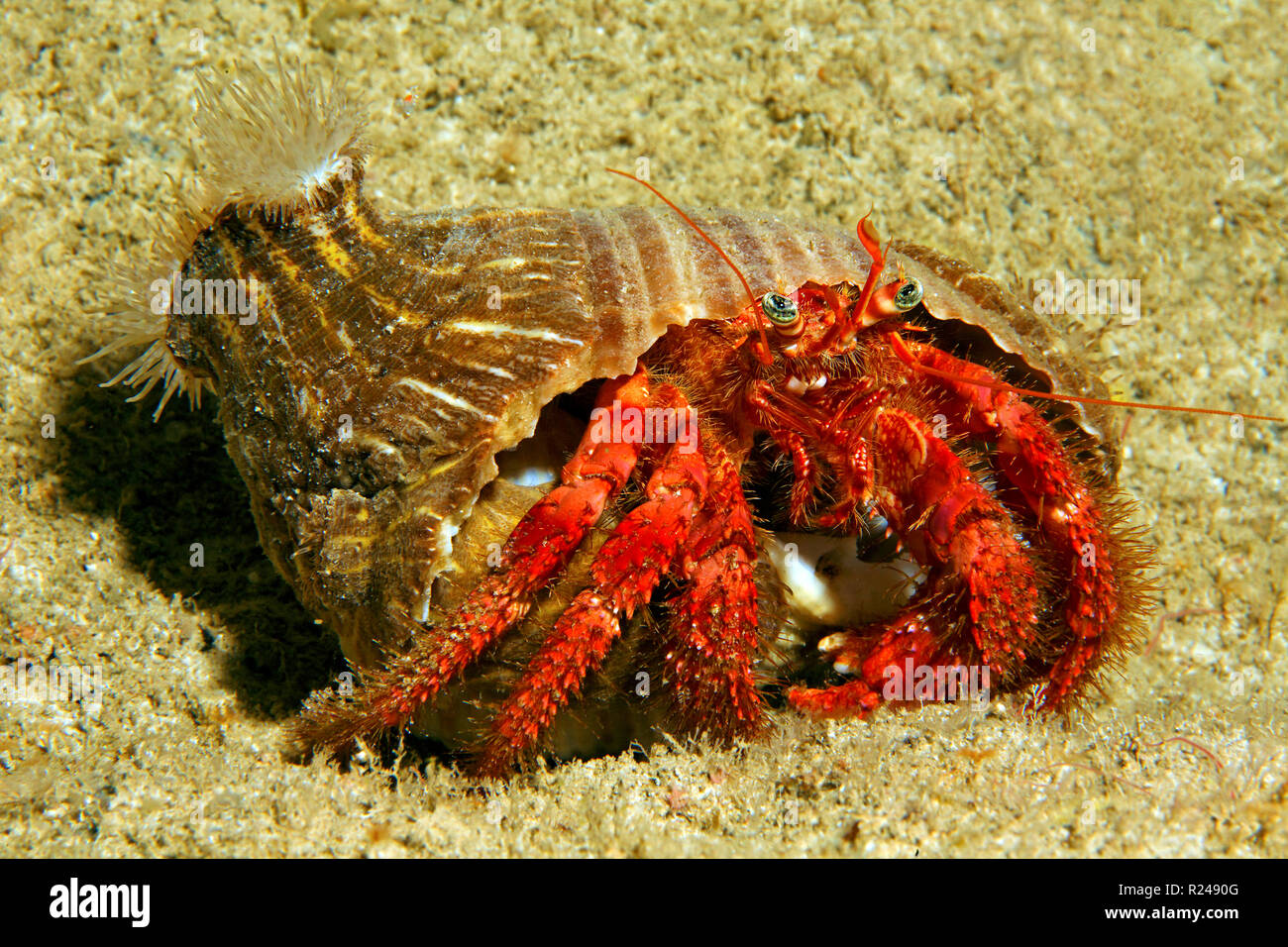 Parasitica High Resolution Stock Photography and Images - Alamy