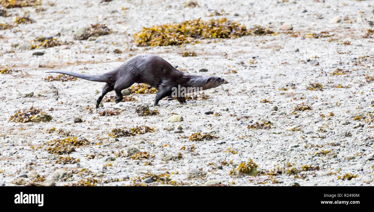 British weasel family hi-res stock photography and images - Alamy