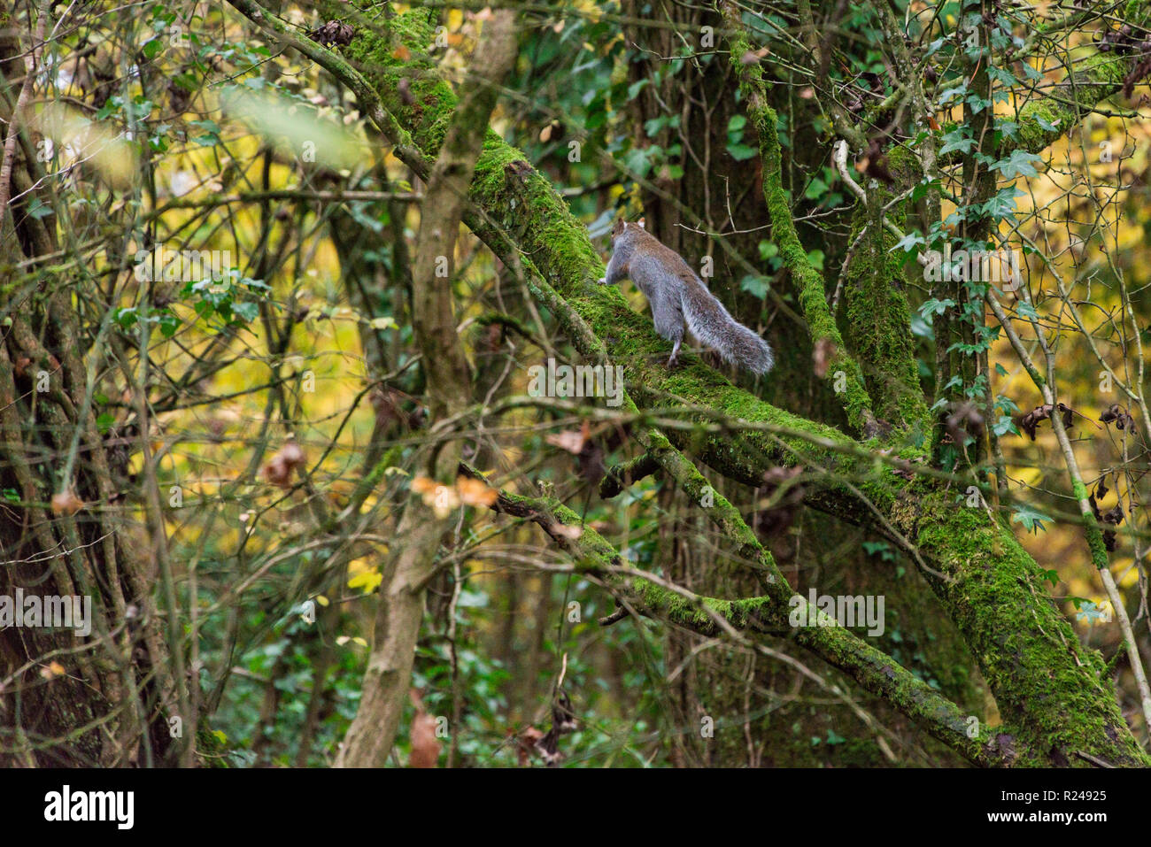 Squirrel running up tree hi-res stock photography and images - Alamy