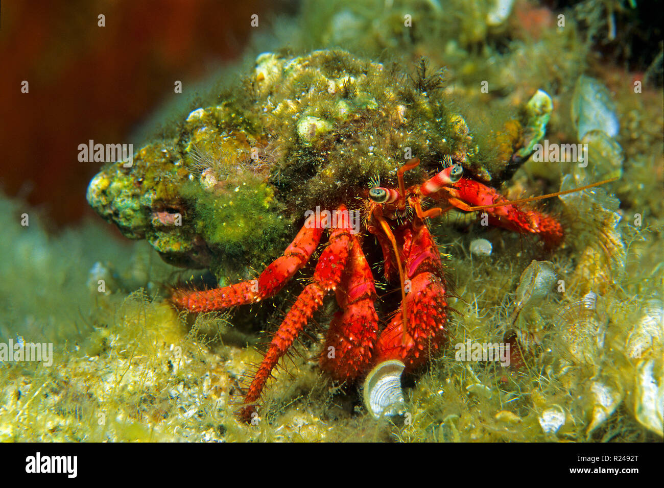 Reef crab hi-res stock photography and images - Alamy