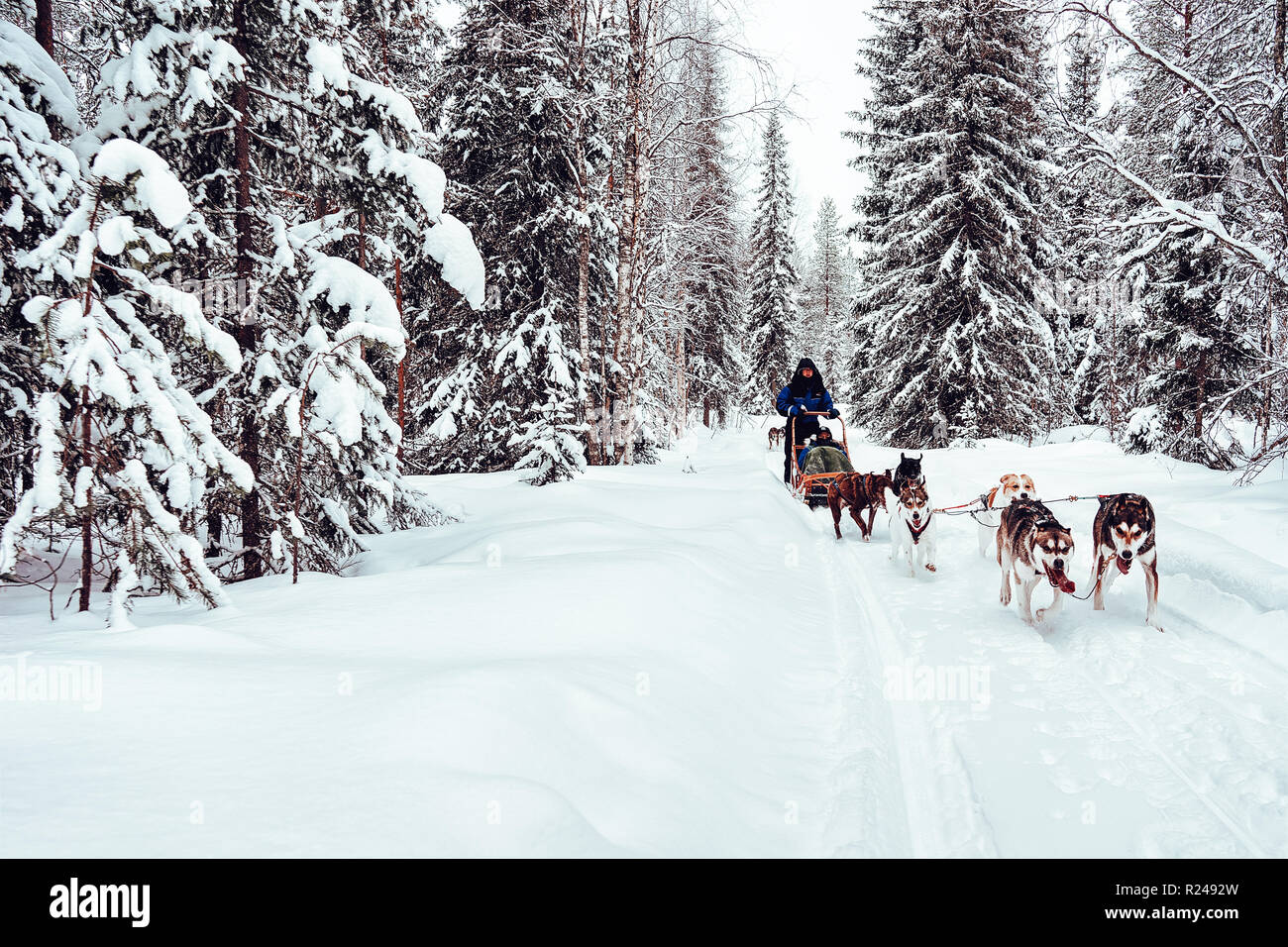 Husky lapland ride child hi-res stock photography and images - Alamy