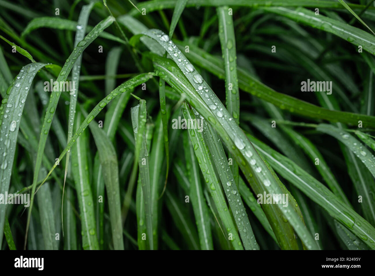 Daily nature hi-res stock photography and images - Alamy