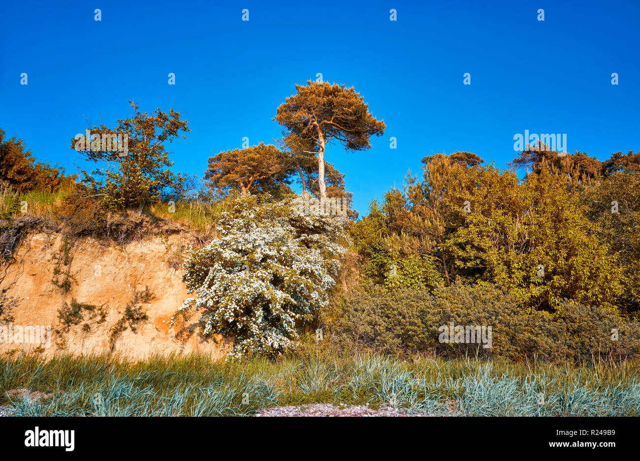 View of Baltic cliff with small trees and shrubs Stock Photo - Alamy
