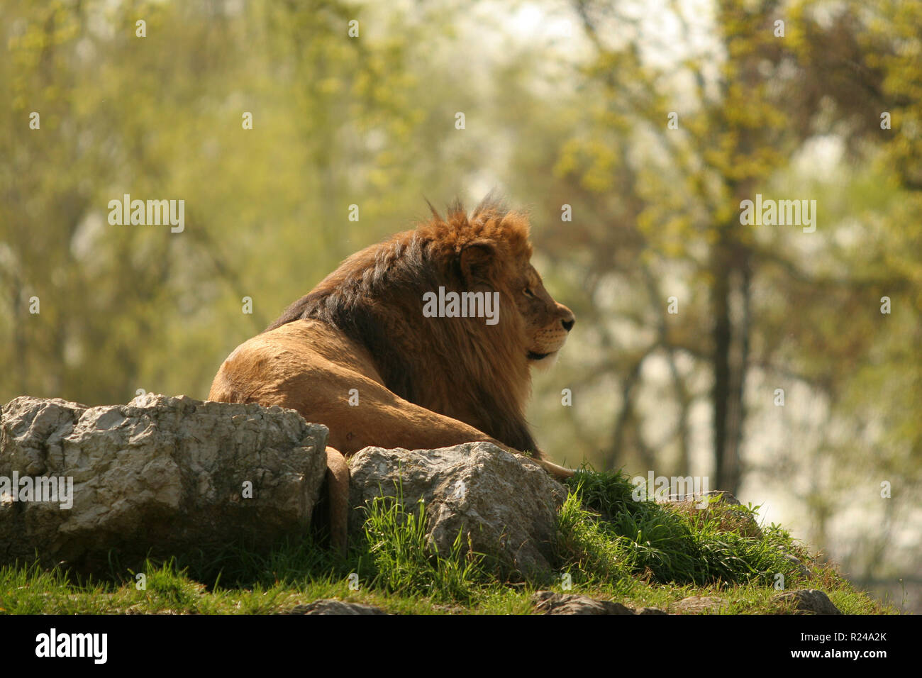 Lion in safari park Stock Photo - Alamy