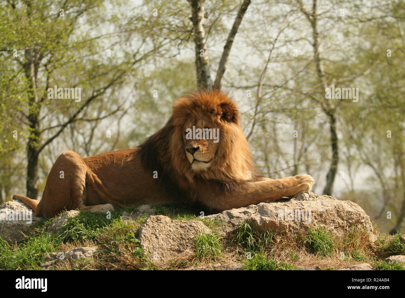 Lion in safari park Stock Photo - Alamy