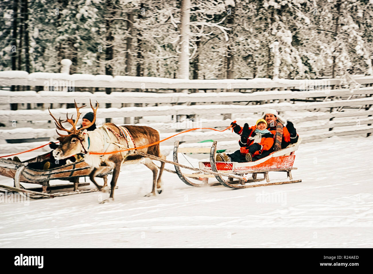 Sami man caribou hi-res stock photography and images - Alamy