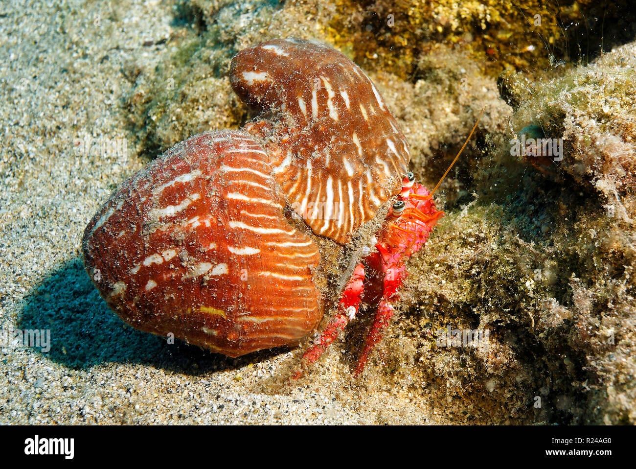 Red Hermit crab (Dardanus calidus), with parasitic anemones (Calliactis ...