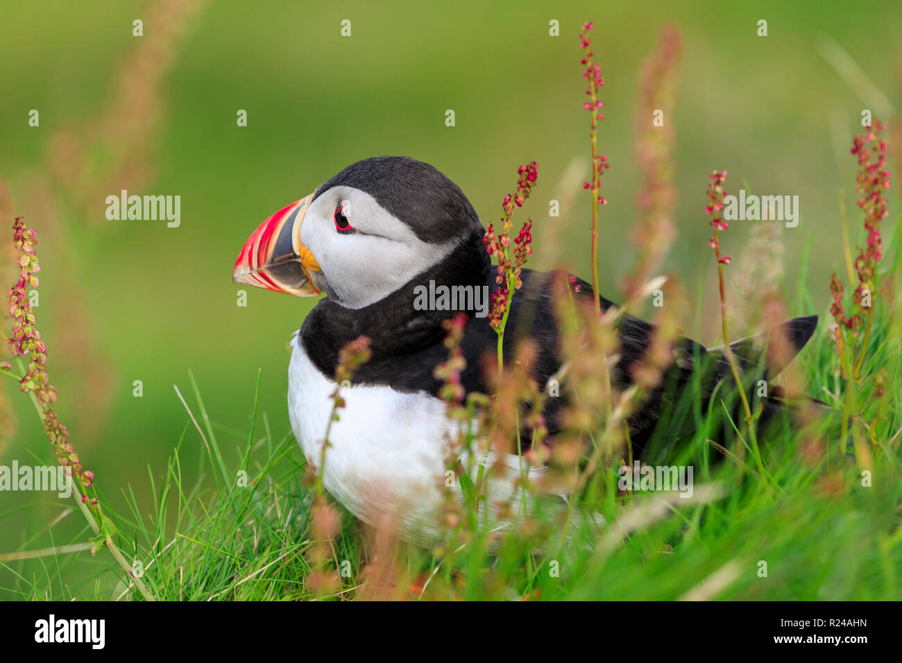 Puffin colour hi-res stock photography and images - Alamy
