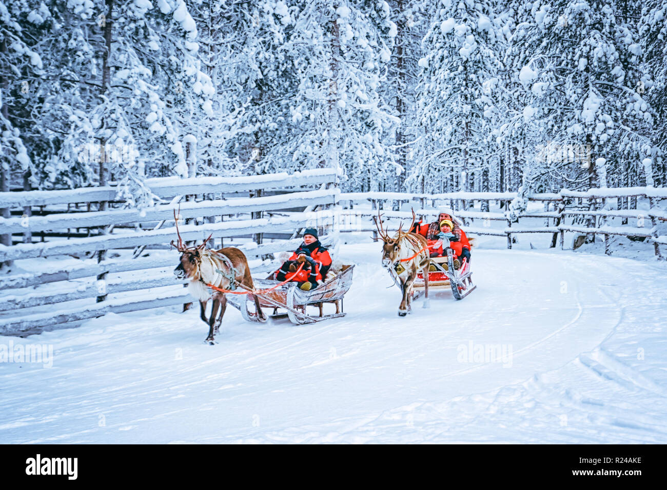 Sami man caribou hi-res stock photography and images - Alamy