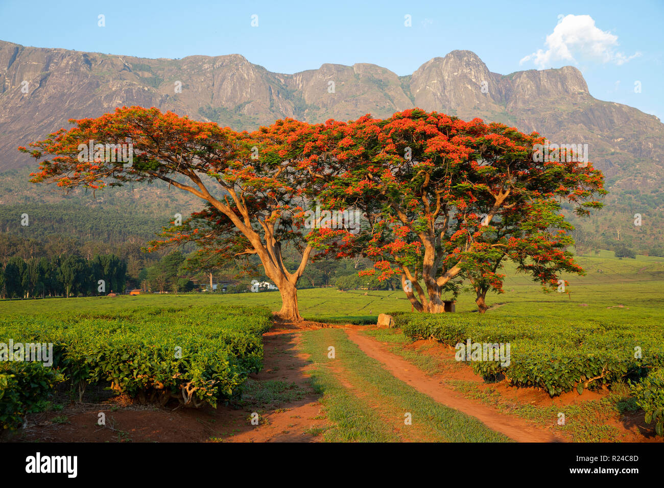 Cultivation of tea in the south of Malawi, East Africa, Africa Stock ...