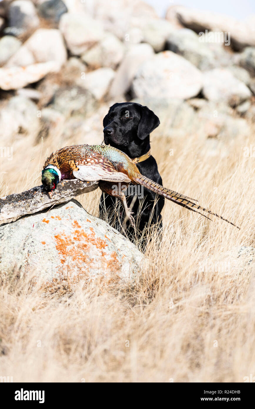 Black ringneck pheasant hi-res stock photography and images - Alamy