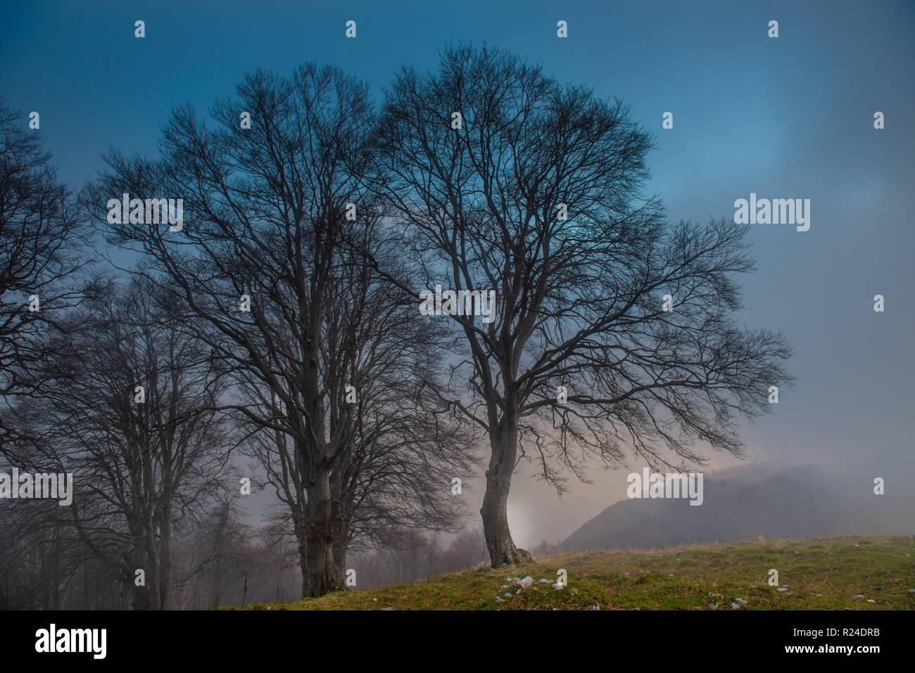Ancient oak tree in mist hi-res stock photography and images - Alamy