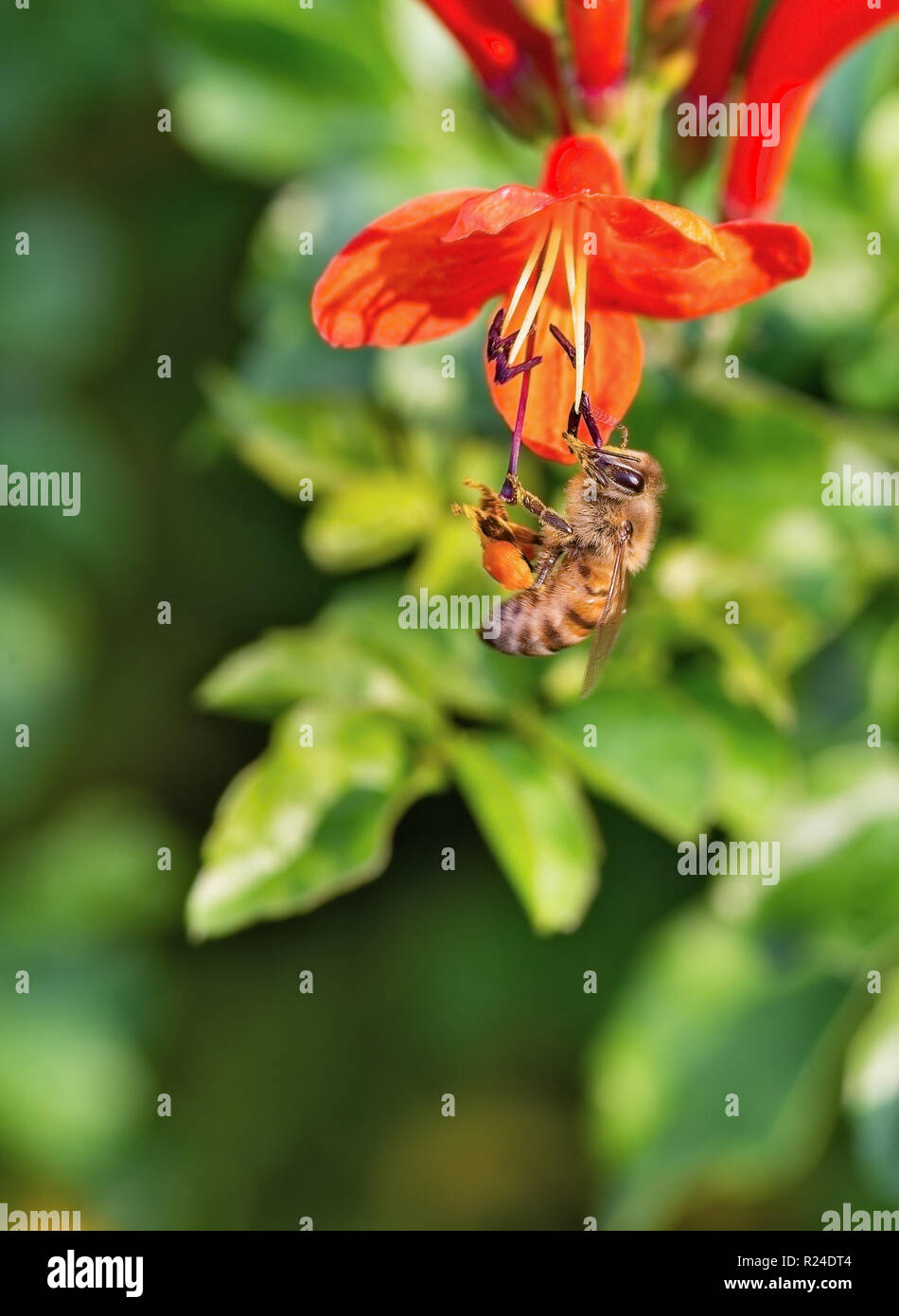 Venom flowers hi-res stock photography and images - Alamy