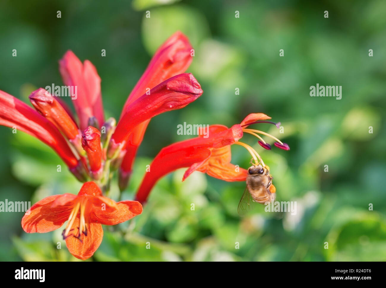 Venom flowers hi-res stock photography and images - Alamy