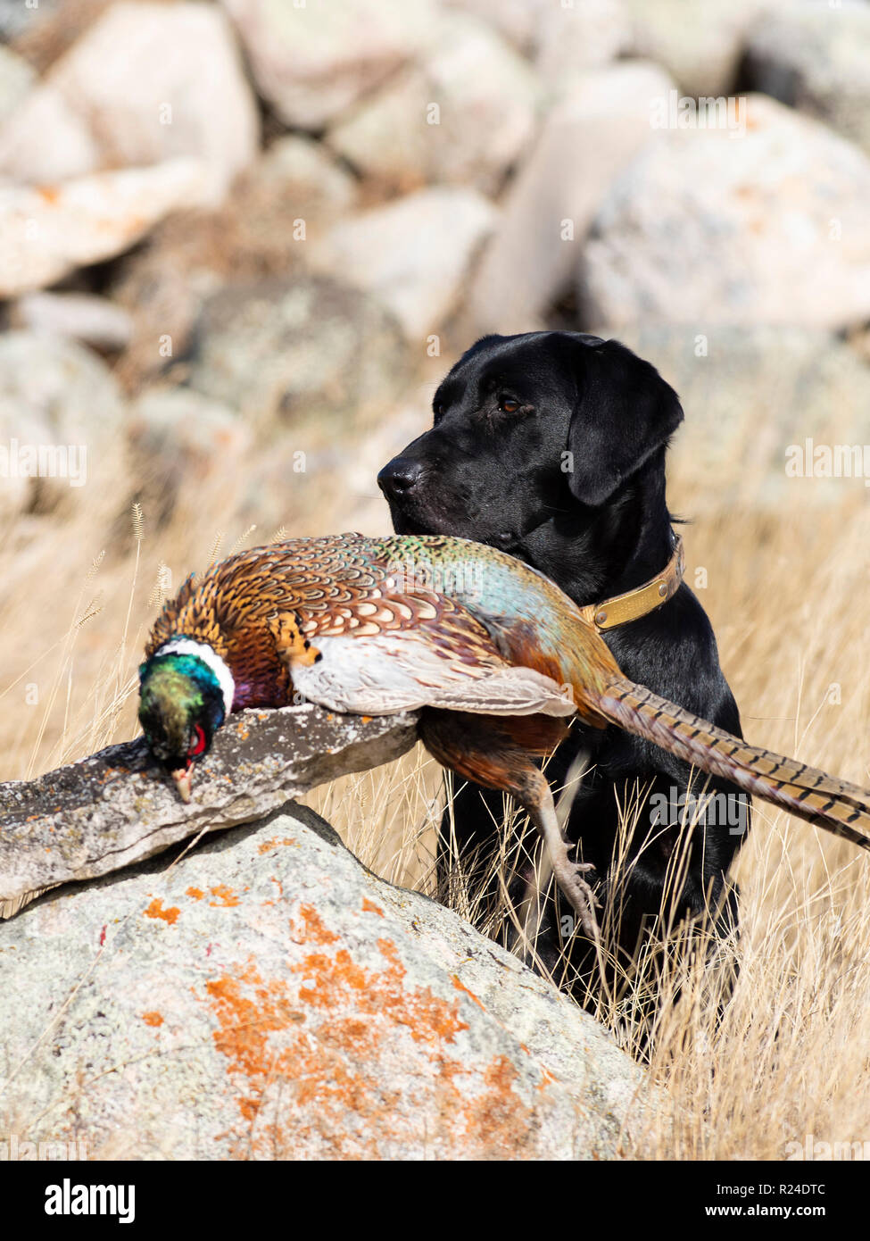 Black labrador retriever pheasant in hi-res stock photography and ...