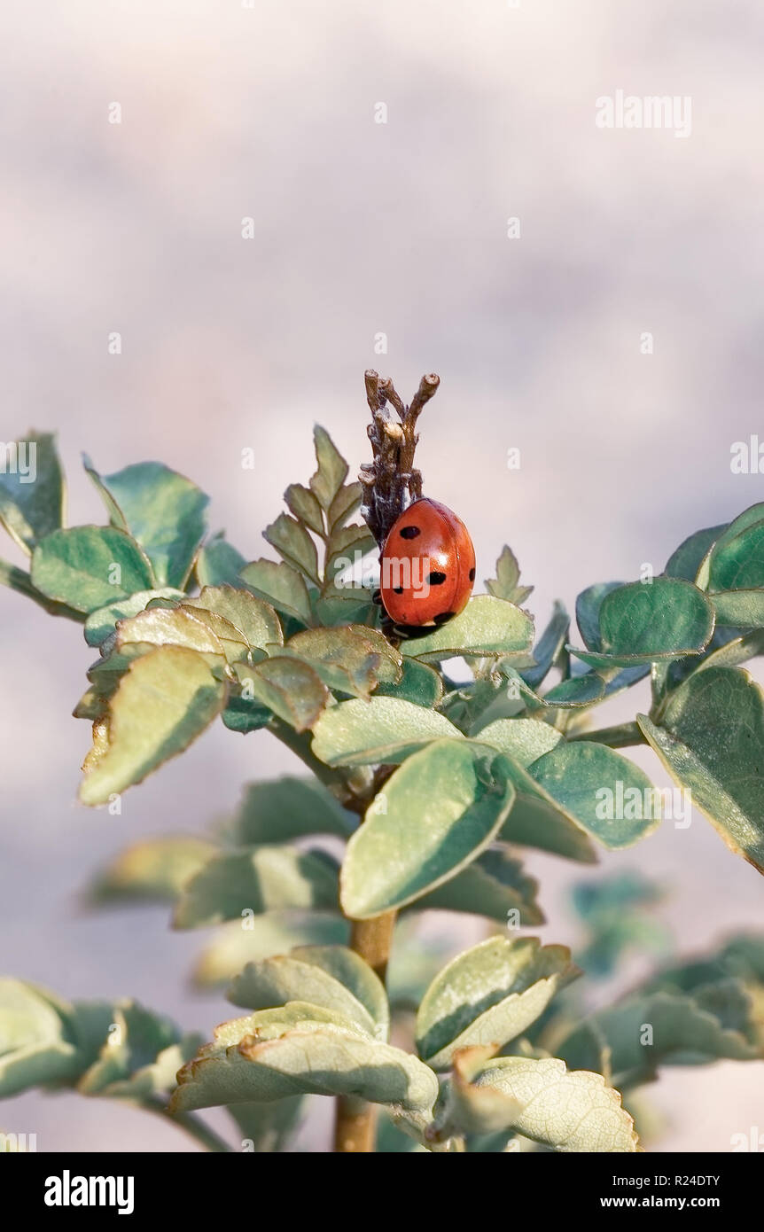 Ladybug on branch hi-res stock photography and images - Alamy