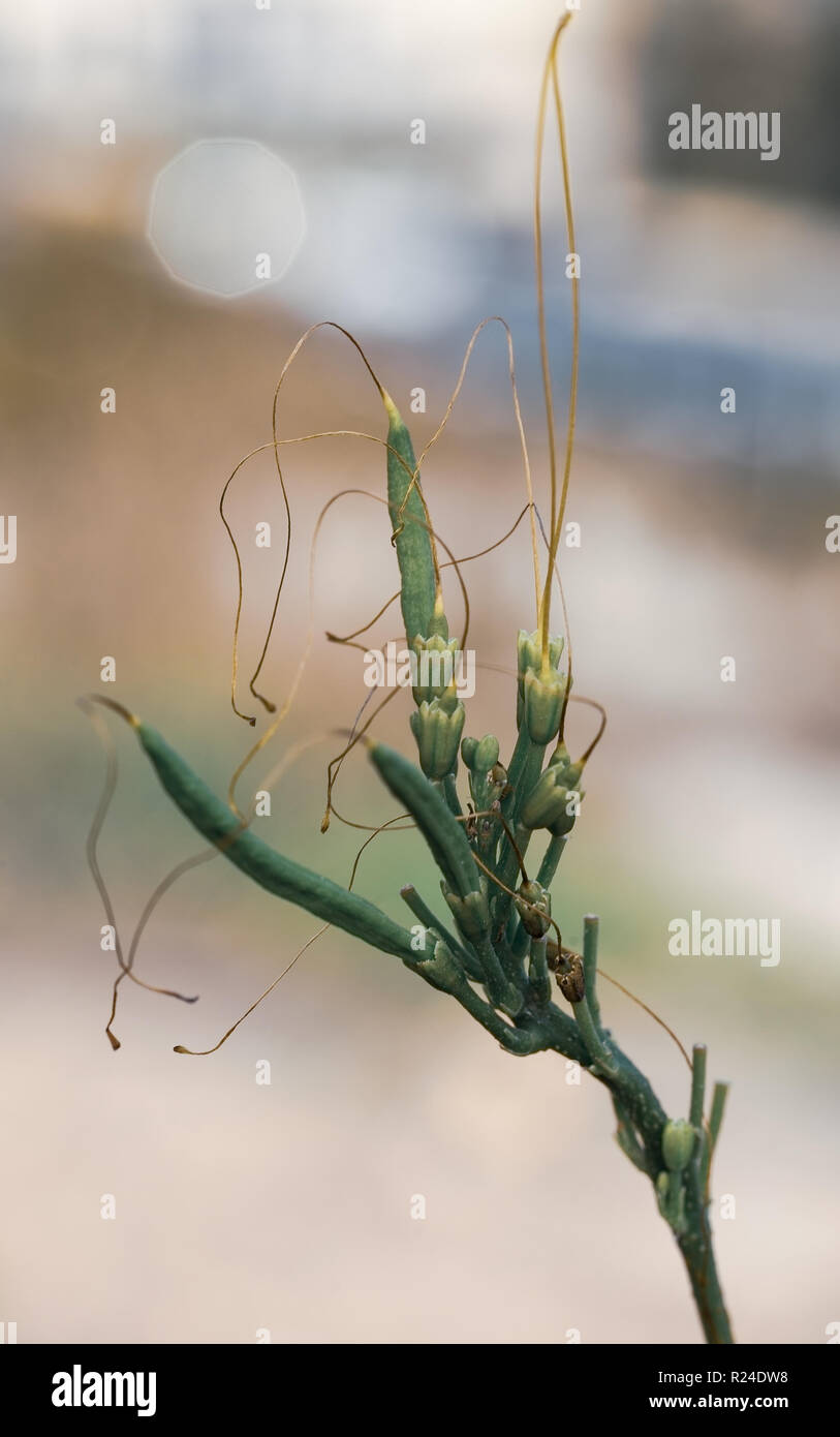 Gob tree hi-res stock photography and images - Alamy