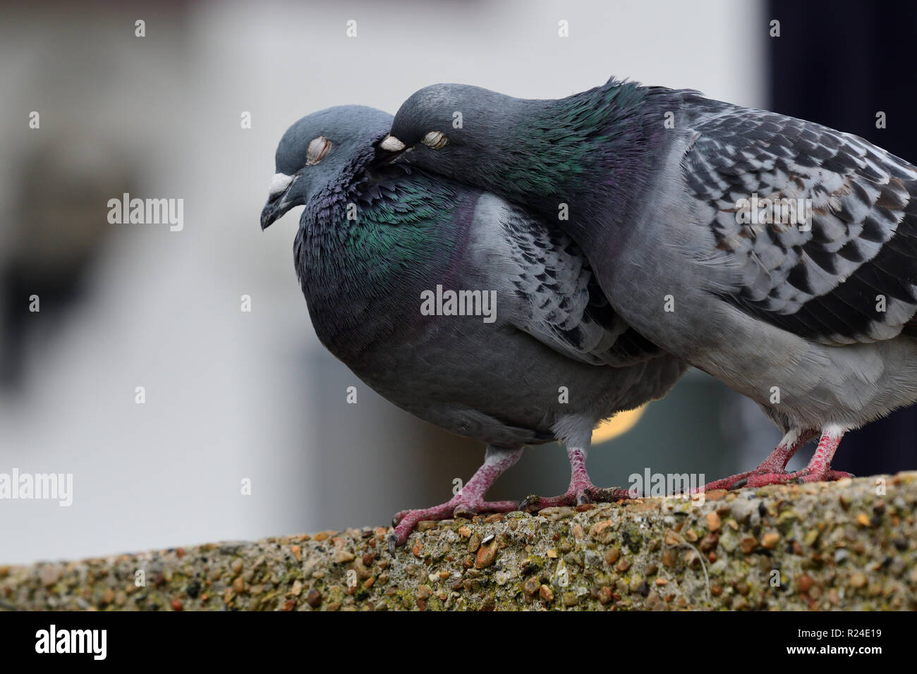 Portrait of two common pigeons (columba livia) preening eachother Stock ...