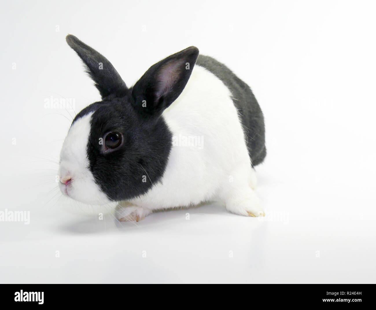 Dutch rabbit hi-res stock photography and images - Alamy