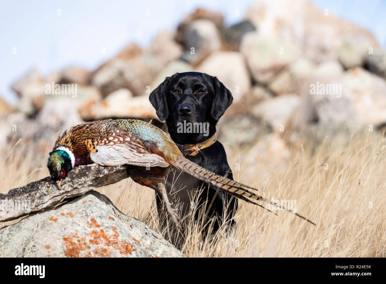 Black ringneck pheasant hi-res stock photography and images - Alamy