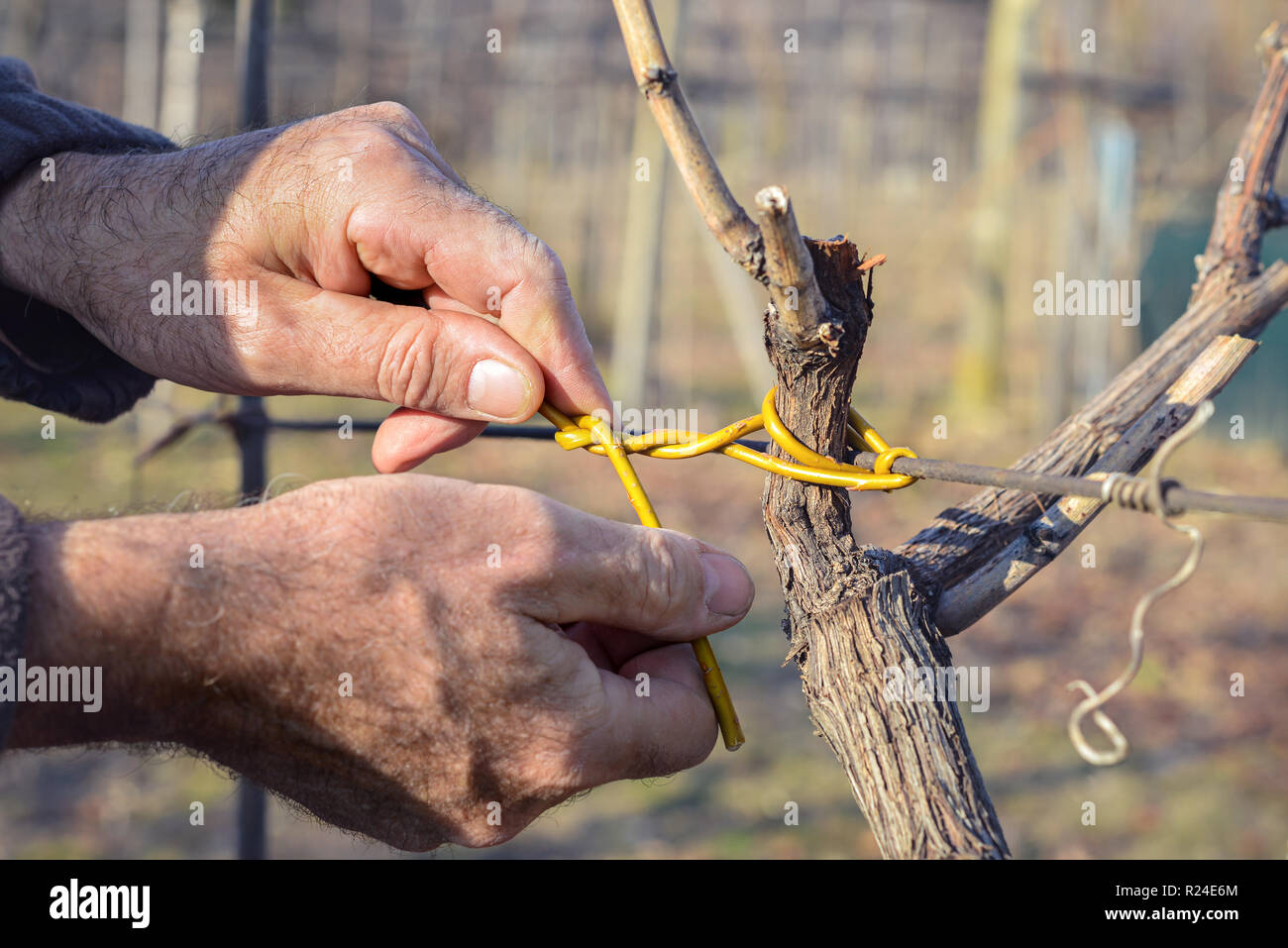man tying vines using ancient method Stock Photo - Alamy
