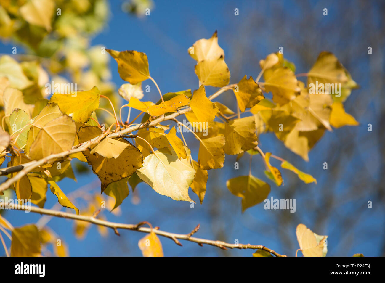 Poplar Tree Leaves High Resolution Stock Photography and Images - Alamy